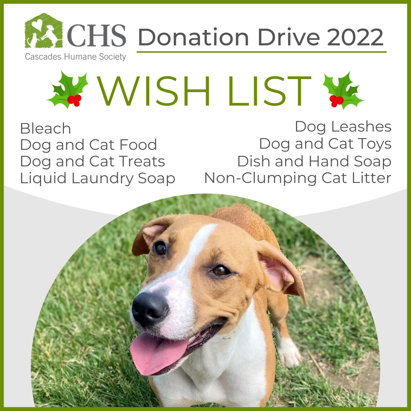 How Can I Help Homeless Dogs